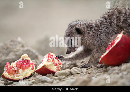 desert, wasteland, animal, fruit, pomegranate, eating, eat, eats ...