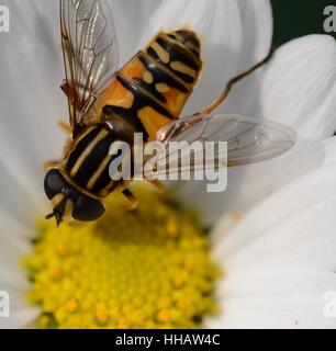 pollen collector at marguerite Stock Photo - Alamy