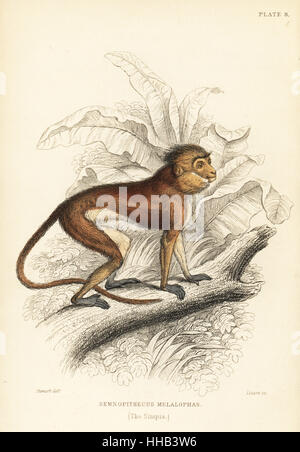 Sumatran surili, Presbytis melalophos. Endangered. (Simpia monkey ...