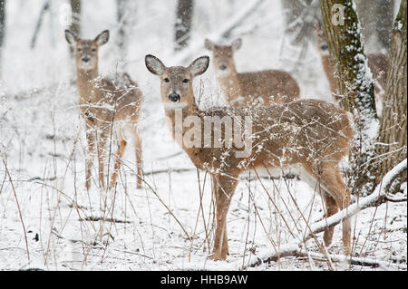 Deer in the snow, Black Forest, Germany Stock Photo - Alamy