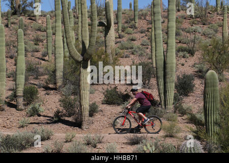 Bike rider and cactus in sonoran desert Tuscon Arizona saguaro cactus ...