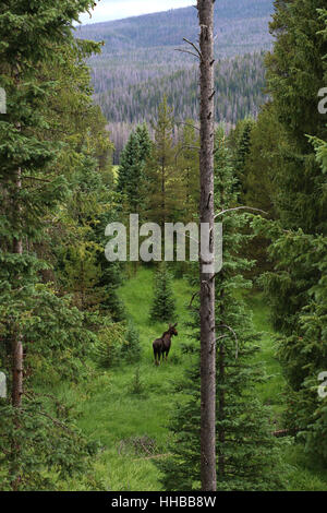 Female moose in forest Colorado Stock Photo - Alamy