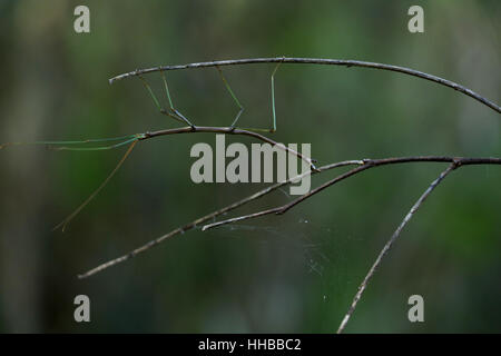 Walking stick insect on branch Ohio Stock Photo - Alamy
