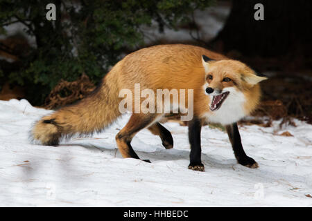 Aggressive Red fox (Vulpes vulpes) in defensive posture showing teeth ...