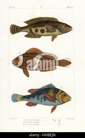 Bluestriped snapper, Lutjanus notatus, saddleback clownfish, Amphiprion ...