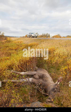 Moose, elk (Alces alces), roadkill at the side of a highway, Oppland ...