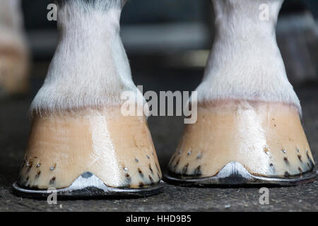 Domestic horse. Shoed hoof. Netherlands Stock Photo - Alamy
