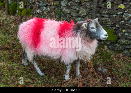 Herdwick sheep with recent smit marks Stock Photo - Alamy