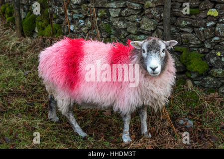 Herdwick sheep with recent smit marks Stock Photo - Alamy