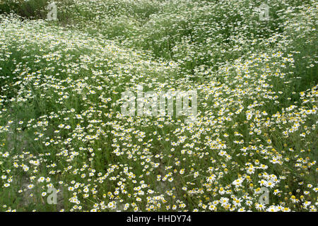 corridor, leaf, spice, flower, plant, green, bloom, blossom, flourish ...