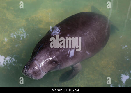 Captive Amazonian manatee, Trichechus inunguis, head detail at the ...