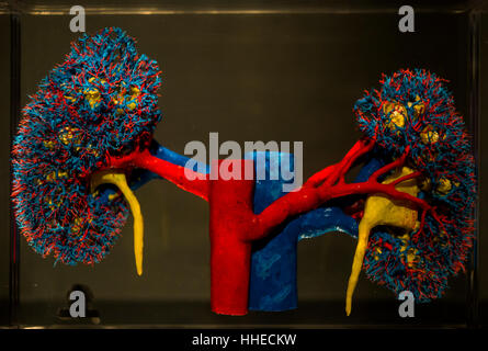 Kidney sculpture at a Body World exhibition in Berlin, Germany Stock ...