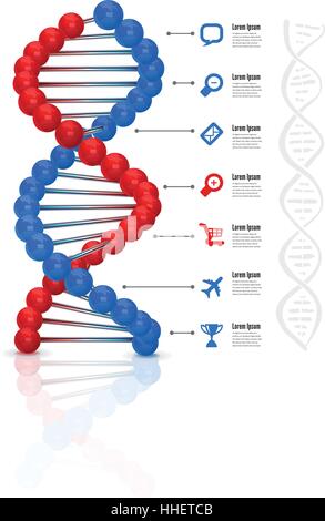 Dna infographics. Spiral human biology structure vector medical ...