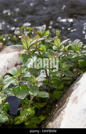 Wasser-Minze, Wasserminze, Blätter vor der Blüte, Minze, Mentha ...