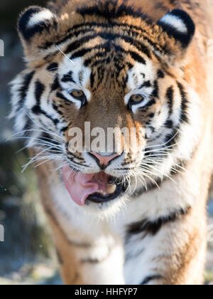 Cologne, Germany. 19th Jan, 2017. The Siberian tiger 'Sergan' carries a ...