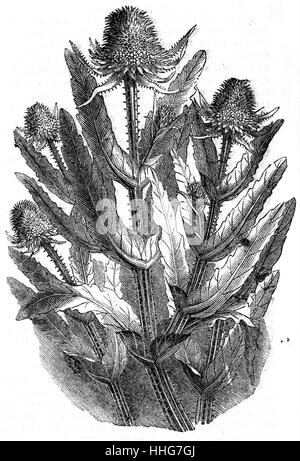 Illustration depicting a teasel; a tall prickly Eurasian plant with ...