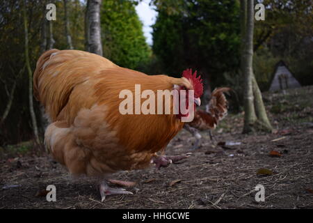 Buff Orpington Cockerel Stock Photo - Alamy