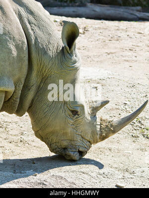 horn, ears, steppe, to gorge, engulf, devour, sands, sand, rhino ...
