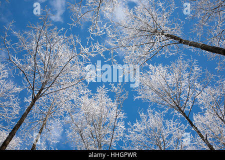 blue tree cirrus snow coke cocaine material drug anaesthetic addictive ...