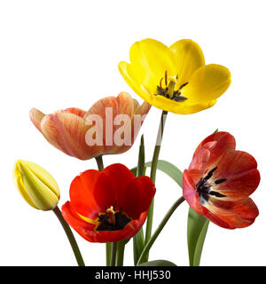 optional, flower, plant, lily, blank, european, caucasian, petal, macro ...