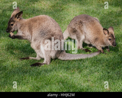 animal, mammal, quadruped, creature, kangaroo, vertebrate, opossum ...