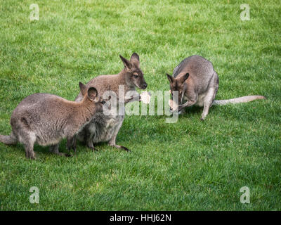 animal, mammal, quadruped, creature, kangaroo, vertebrate, opossum ...