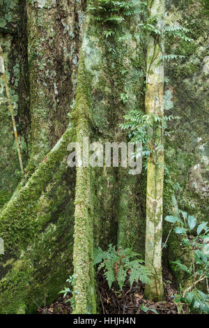 Black Booyong Tree - showing buttress roots Argyrodendron actinophyllum ...