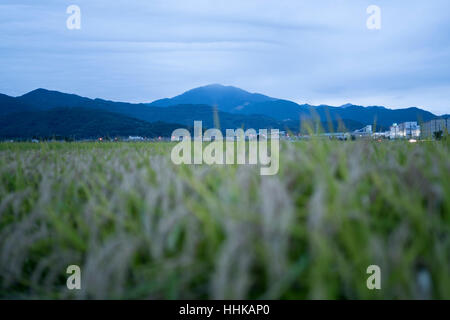 Rice Field in Harvest, Isehara City, Kanagawa Prefecture, Japan Stock ...