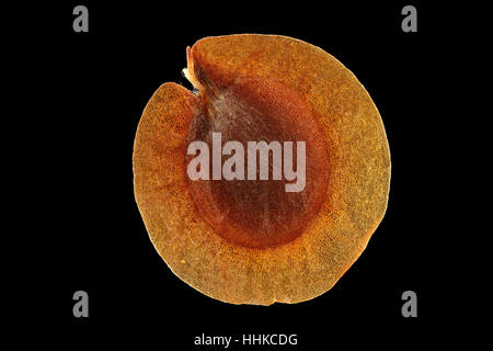 Fibigia clypeata, Roman shields, Schildkresse, seed, close up, seed ...