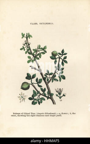 Balm or balsam of Gilead, Commiphora gileadensis Stock Photo - Alamy