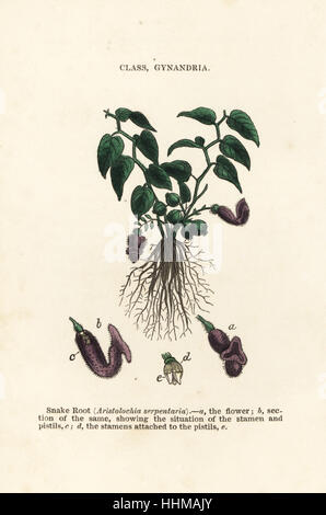 Virginia snakeroot, Aristolochia serpentaria Stock Photo - Alamy