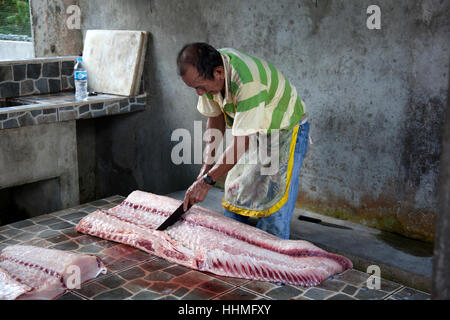 Paiche (Arapaima gigas), a sustainable, farm raised Amazonian river ...