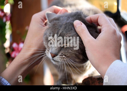 A close up of a cat being petted Stock Photo - Alamy