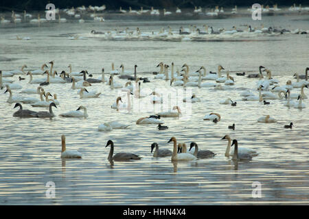 Trumpeter swans, Debay Slough Unit, Skagit Wildlife Area, Washington ...