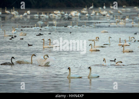 Trumpeter swans, Debay Slough Unit, Skagit Wildlife Area, Washington ...