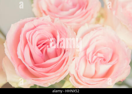 A pink, blooming rose in a city garden Stock Photo - Alamy