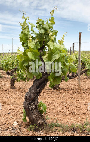 vineyard, spring, wineyard, sprout, bloom, blossom, flourish ...