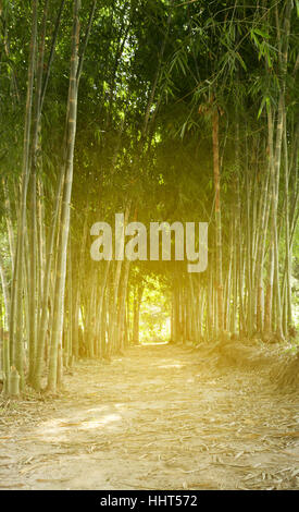 walkway path in middle of bamboo tree Stock Photo - Alamy