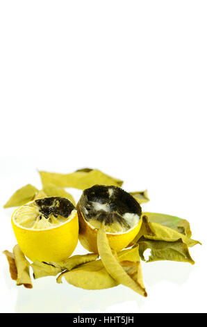 Rotting lemon fruit with black mold and white mold Stock Photo - Alamy
