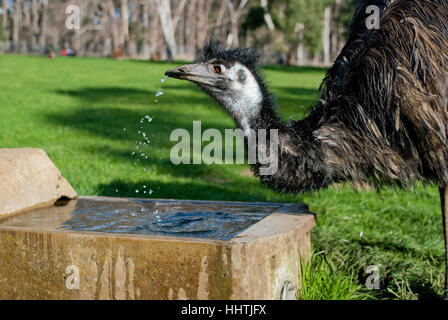 Wild Emu drinking water, Australia Stock Photo - Alamy