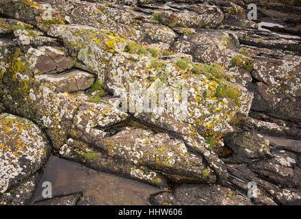 Torridonian sandstone rocks with plant and animal growth on seashore ...