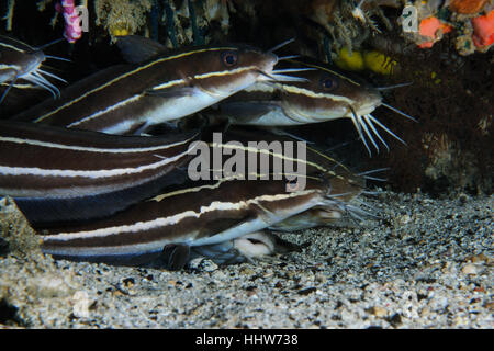 Small school of poisonous fish striped eel catfish (Plotosus lineatus ...