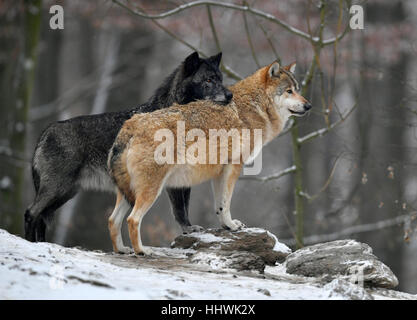 Eastern wolves, Canis lupus lycaon, meadow, standing, fighting, side ...