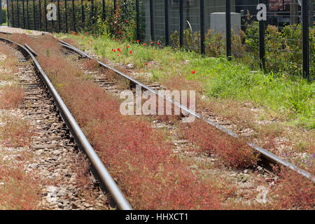 rails overgrown with grass and flowers, note shallow depth of field ...