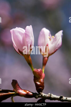 Close-up of beautiful Sakura Flowers (Cherry Blossoms) at a Park in ...