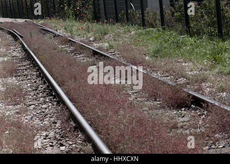 rails overgrown with grass and flowers, note shallow depth of field ...