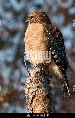 A Red-shouldered Hawk sits perched in a pine tree with its orange chest ...