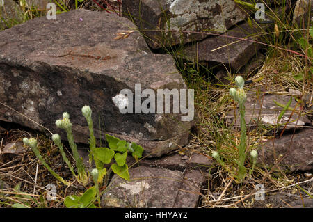 Common cudweed (Filago vulgaris or Filago germanica) is an annual plant ...
