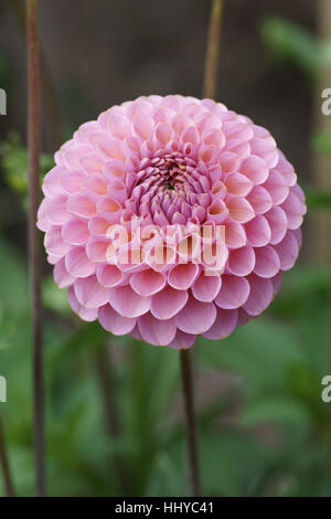 'Hamari Rose', Miniature Ball Dahlia Stock Photo - Alamy