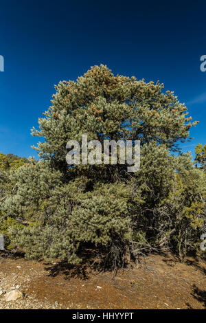 Singleleaf Pinyon Pine, Pinus monophylla, with a huge crop of cones ...